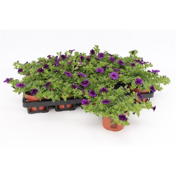 Calibrachoa Dark Blue (CALMINBLU) - FloraXchange
