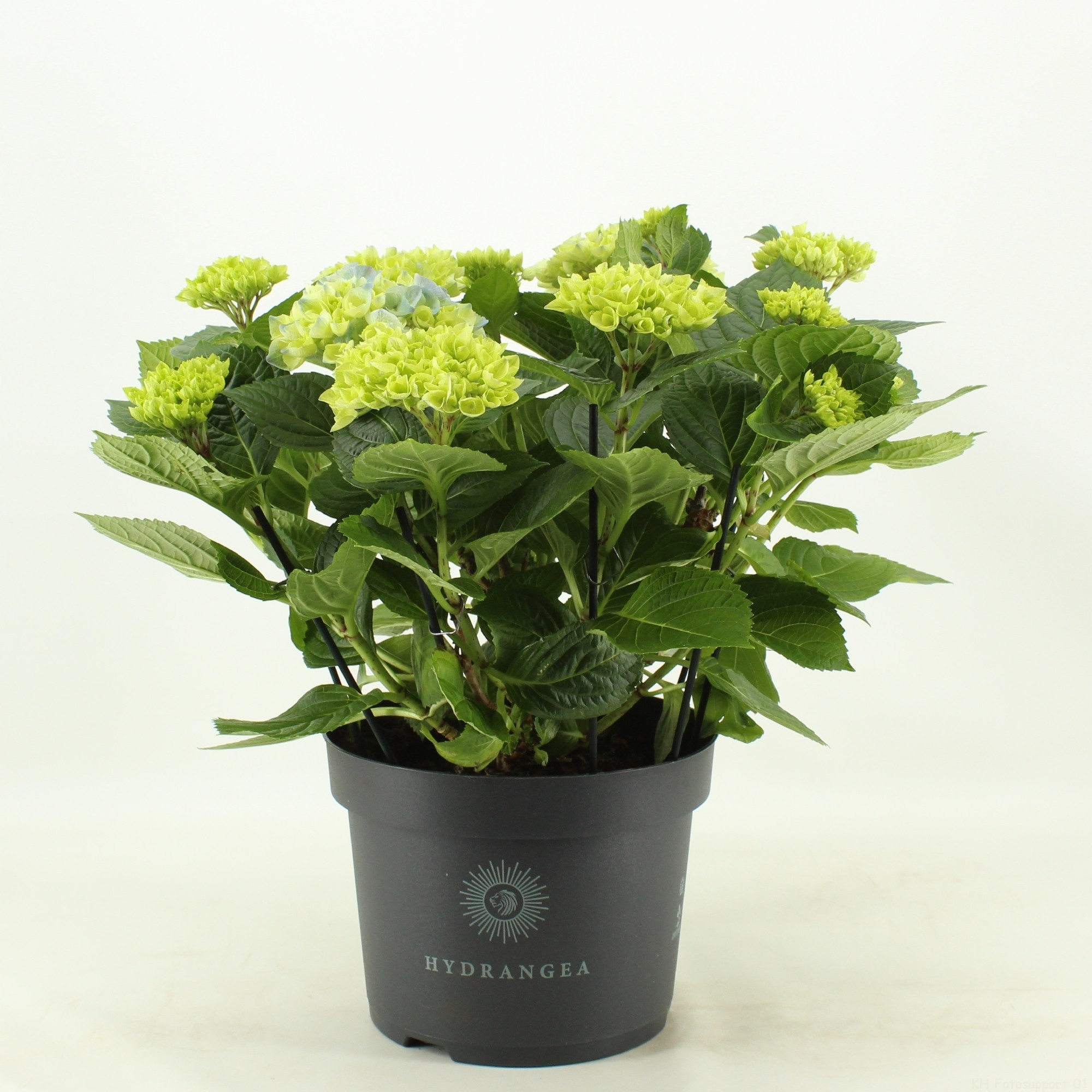 Hydrangea Hi River blue (Hortensia) (23 early blue) - FloraXchange