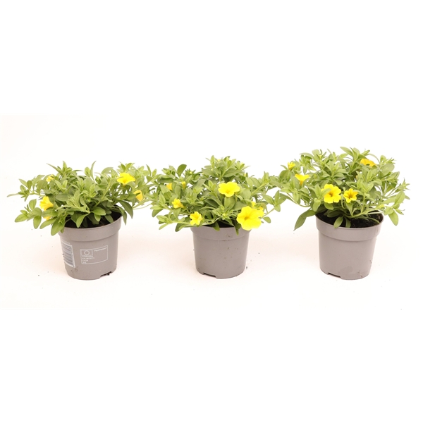 Calibrachoa Cabaret Bright Yellow (10R0487) - FloraXchange