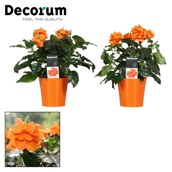 Crossandra Fortuna Plastic oranje pot (DCros137) - FloraXchange