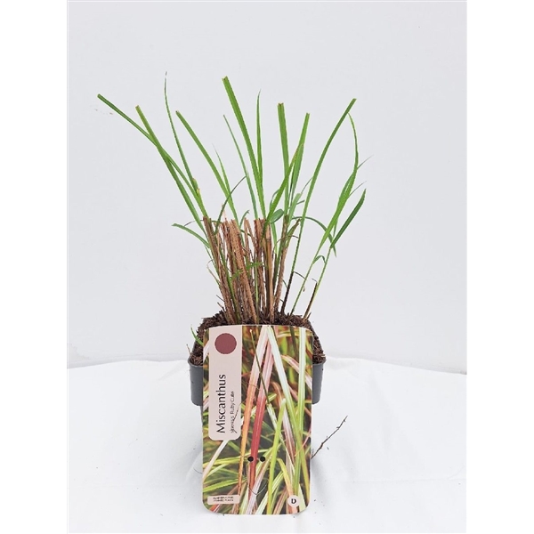 Miscanthus sinensis 'Ruby Cute'® (mirct) - FloraXchange