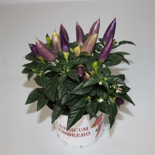 Capsicum Sombrero Acapulco (Cap01) - FloraXchange