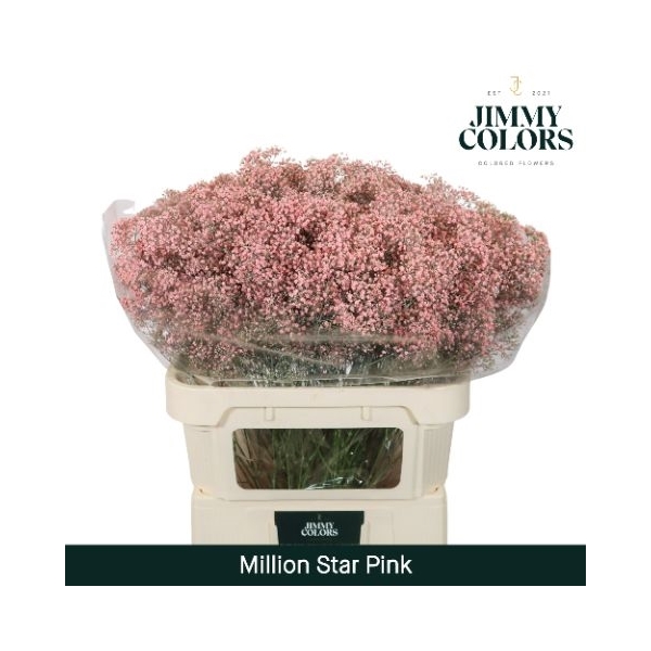 Gyps Million Star L80 Pink (GM-28658) - FloraXchange