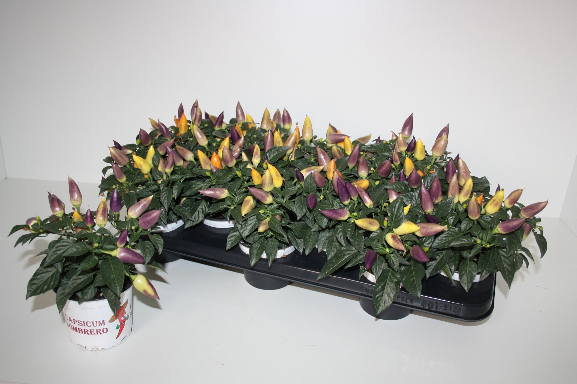 Capsicum Sombrero Acapulco (Cap01) - FloraXchange