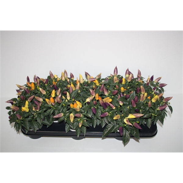 Capsicum Sombrero Acapulco (Cap01) - FloraXchange