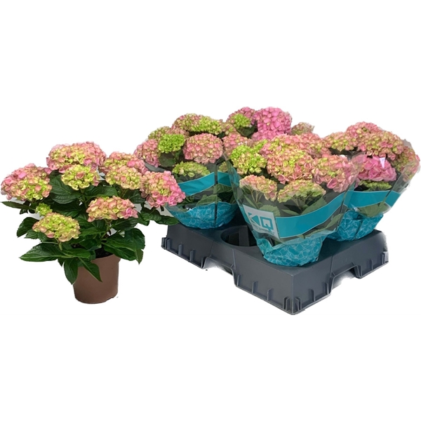 hydrangea m 'HI RIVER ROSE" (320) - FloraXchange