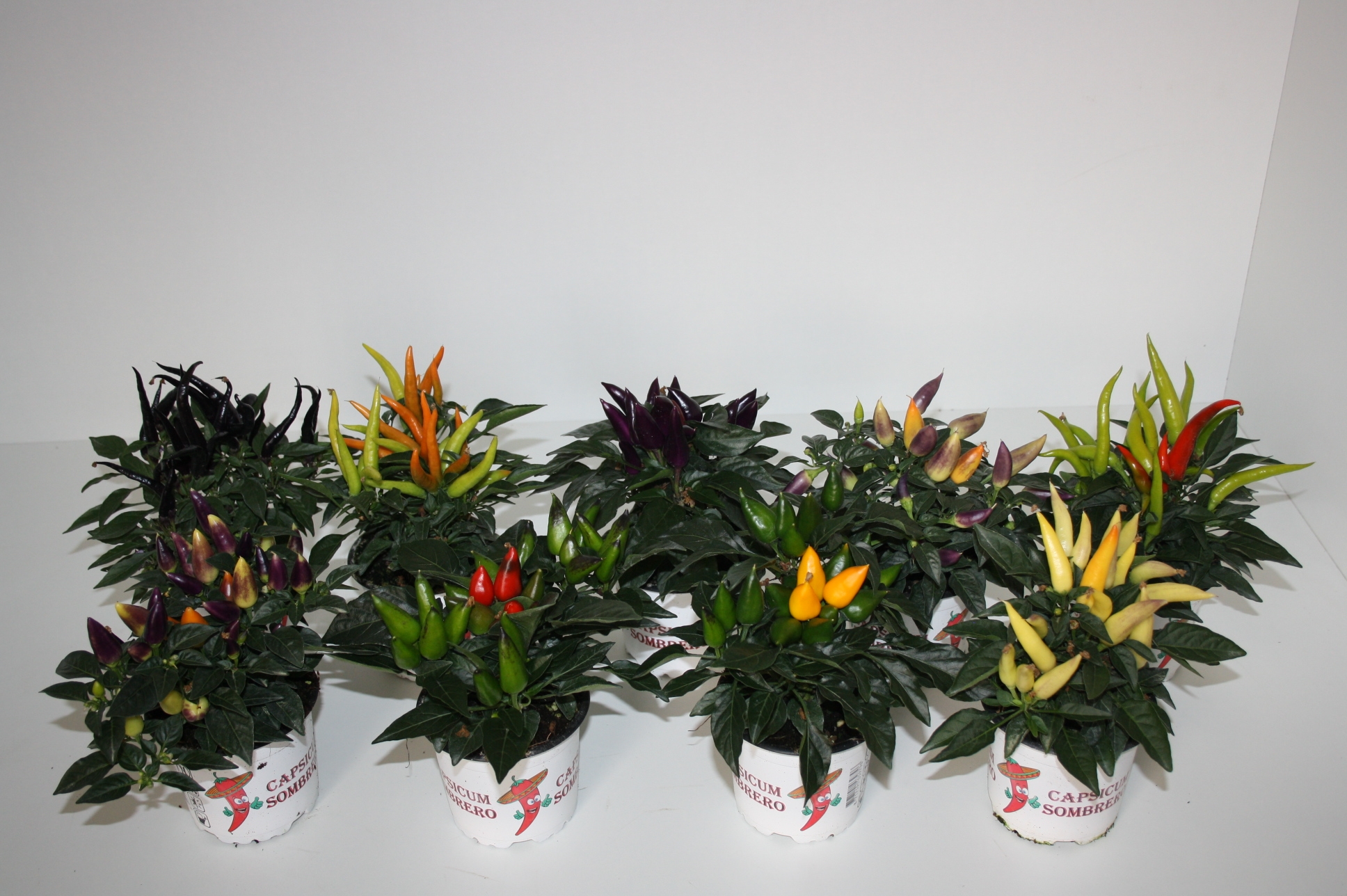 Capsicum Sombrero mixlaag (Cap15) - FloraXchange