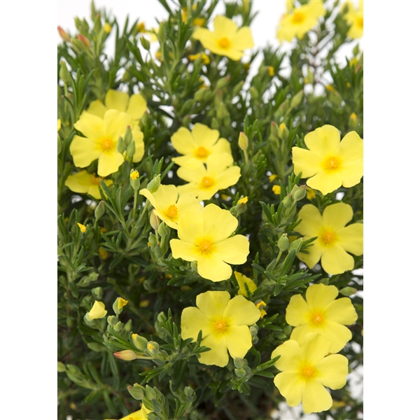 Halimium 'April Sun' ® (SKHALI17APSUB) - FloraXchange