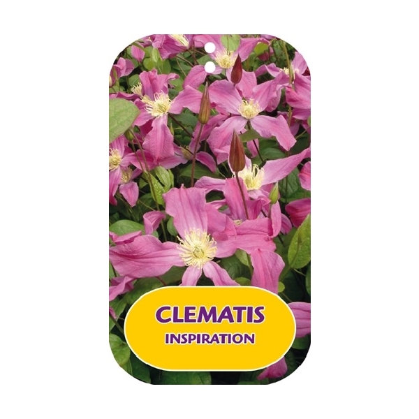 Clematis INSPIRATION®TM 'Zoin' PBR & PP (clinspir) - FloraXchange