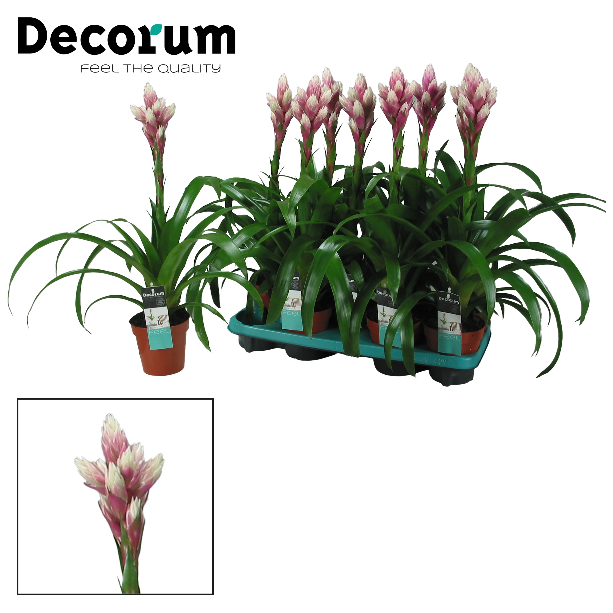 Guzmania Candy (Decorum) (CANDST) - FloraXchange