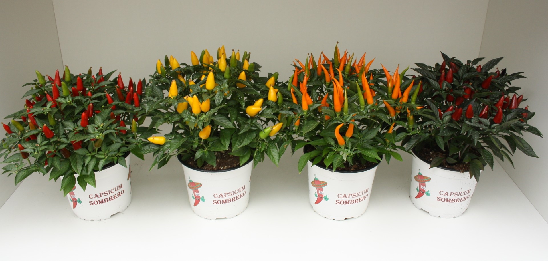 Capsicum Sombrero mixlaag (Cap38) - FloraXchange