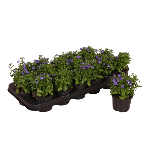 Lobelia erinus 'Compacta' (blauw) p9 (172) - FloraXchange