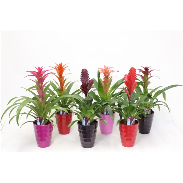 Bromelia Mix In Carly Keramiek (Brom Carly 13) - FloraXchange