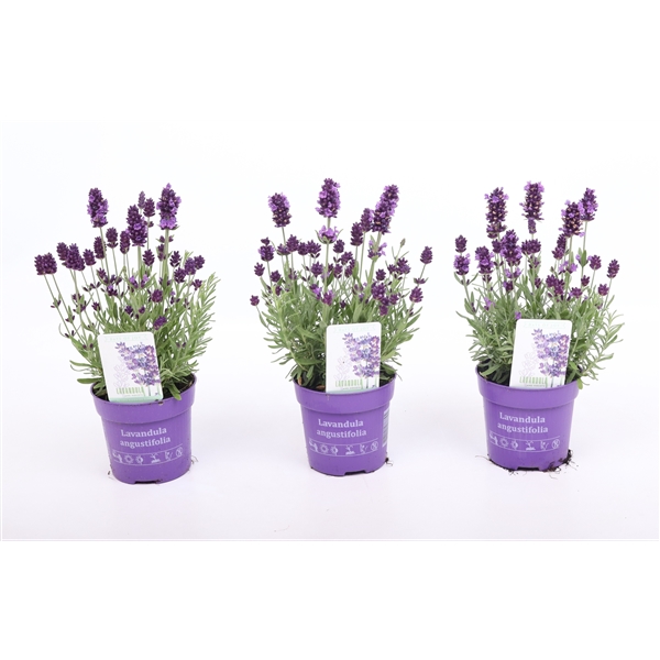 Lavandula ang. 'Valence' 10,5 cm (10R0355) - FloraXchange