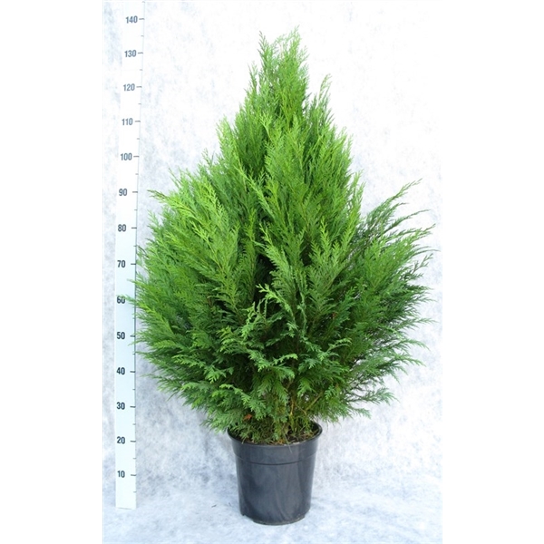 Chamaecyparis lawsoniana 'Erecta Viridis' (CHLEV140) - FloraXchange