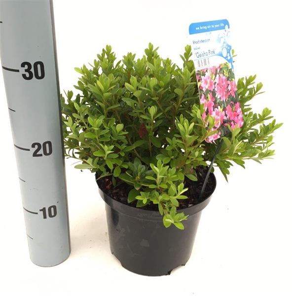 Rhododendron (AJ) 'Geisha Pink' (RHGPINKC2,5) - FloraXchange