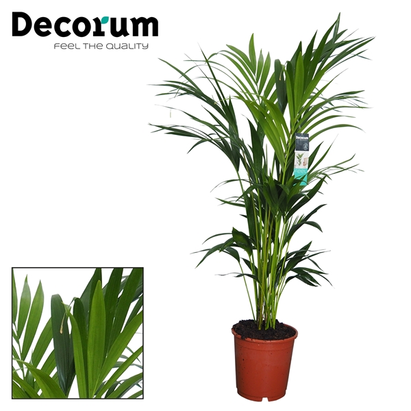 HOWEA FORSTERIANA 120CM (246120DECO) - FloraXchange
