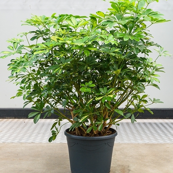 Schefflera gold capella (4SCGCBU05) - FloraXchange
