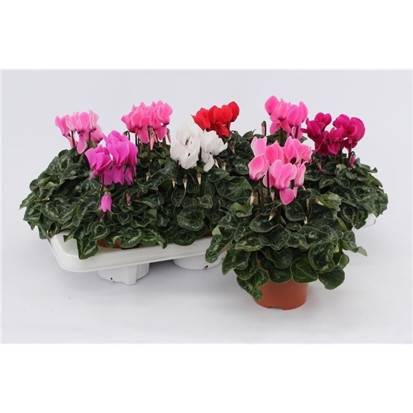 Cyclamen Midi Mix (CYCMIDMIX11) - FloraXchange