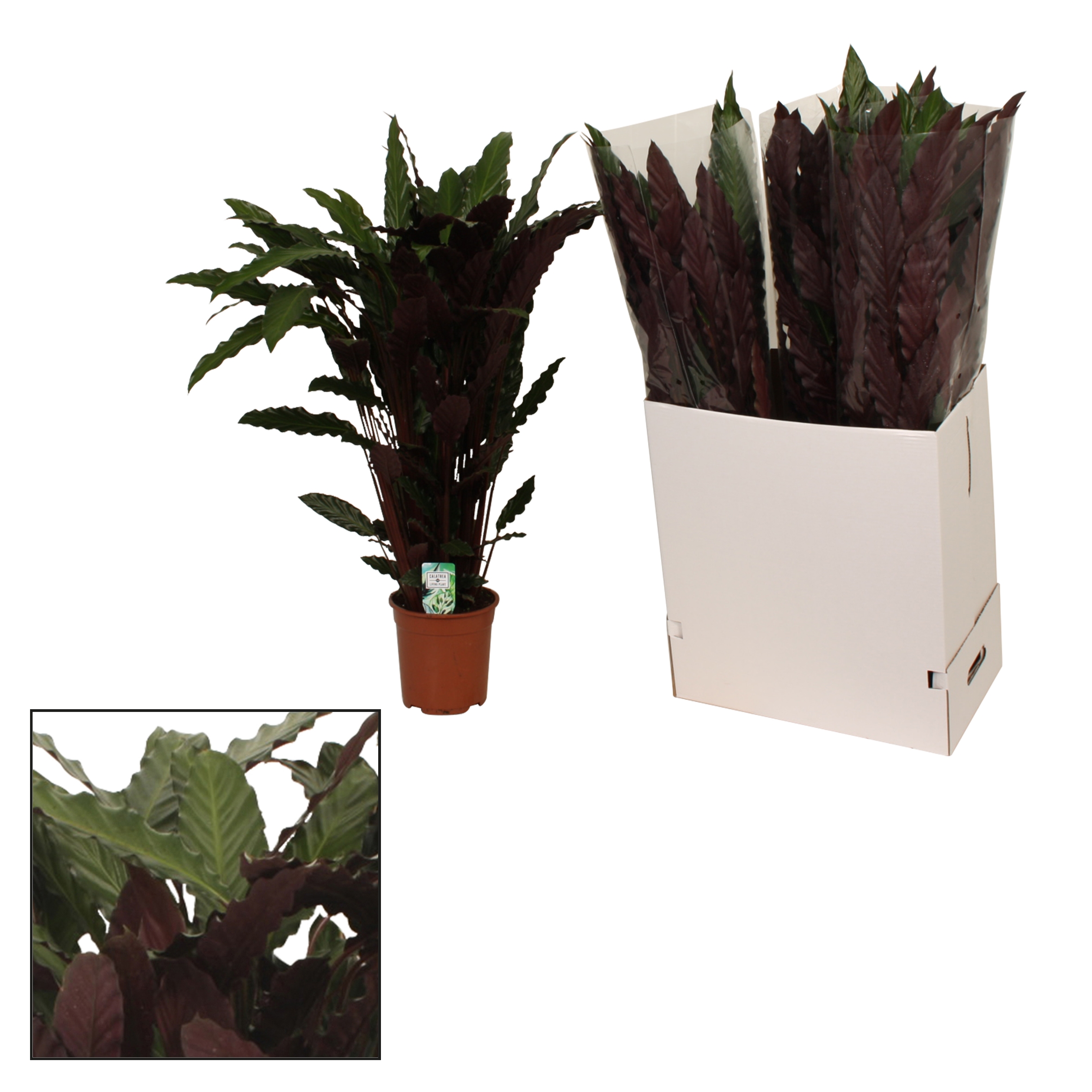 Calathea 21cm wavestar (CAL21WAV04R01) - FloraXchange